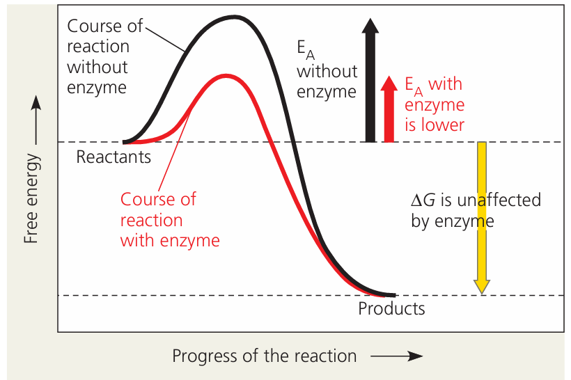 CIE iGCSE Biology-5.1 Enzymes- Study Notes