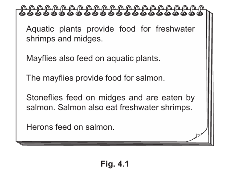 iGCSE Biology (0610)-19.2 Food chains and food webs - iGCSE Style ...
