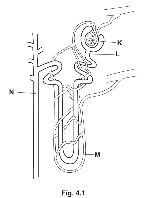 Igcse Biology 0610 13 1 Excretion In Humans Igcse Style Questions Paper 4