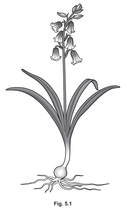Igcse Biology 0610 16 1 Asexual Reproduction Igcse Style Questions Paper 3