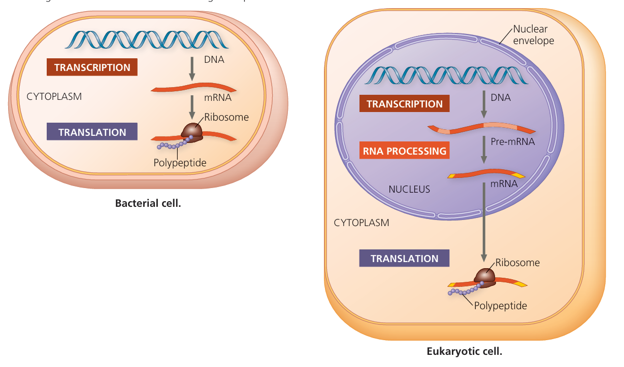 CIE iGCSE Biology-17.1 Chromosomes, genes and proteins- Study Notes