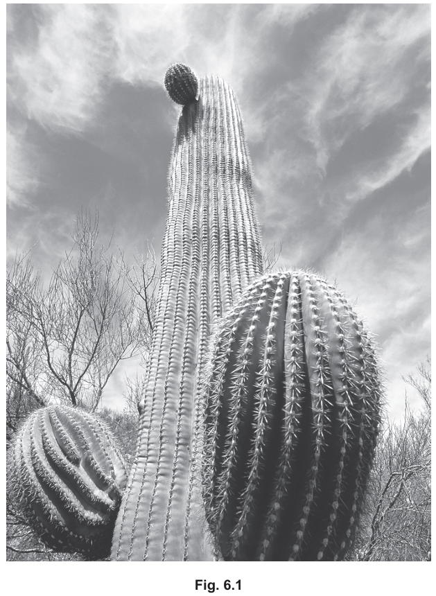 iGCSE Biology (0610)-18.2 Adaptive features - iGCSE Style Questions Paper 4