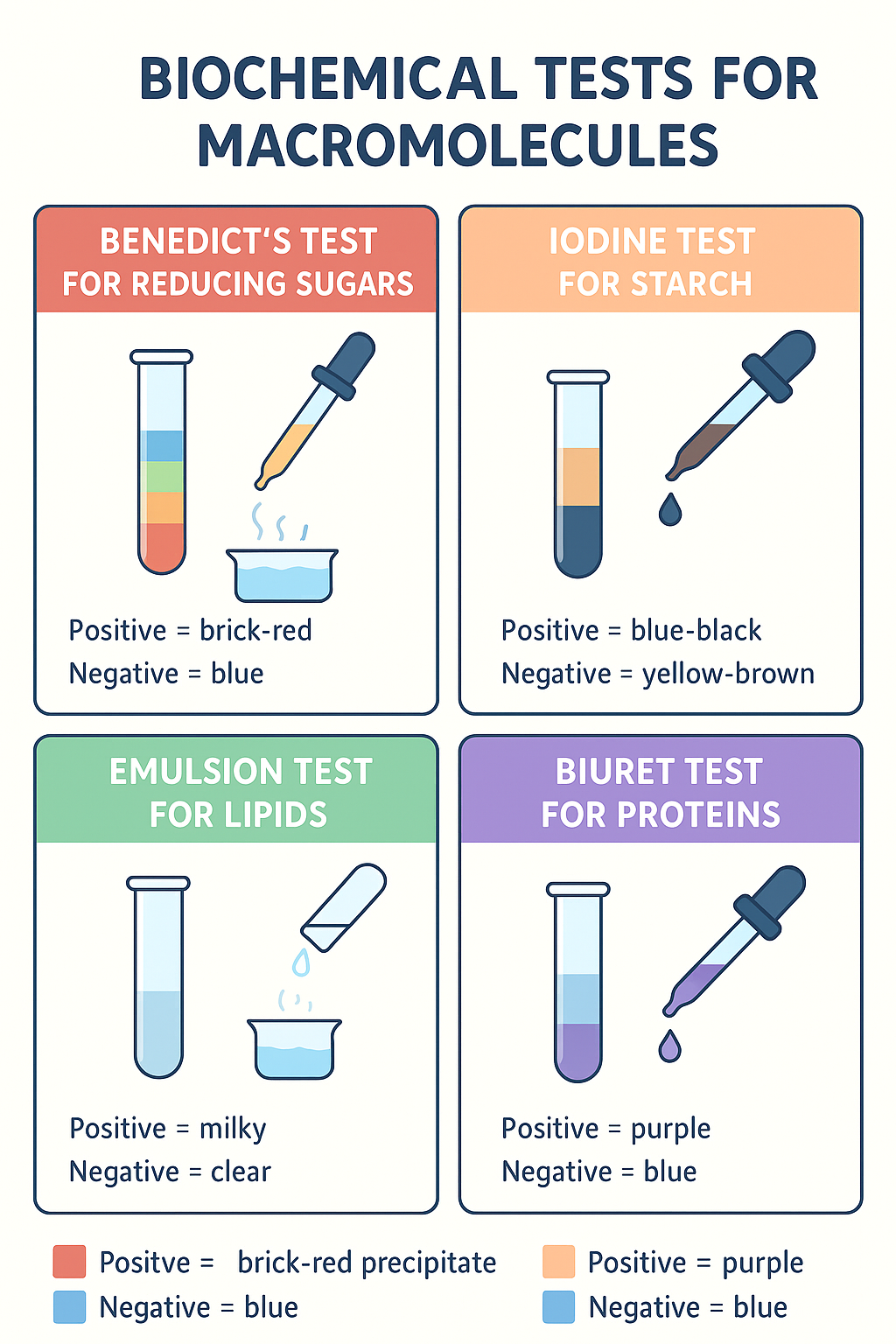 CIE AS/A Level Biology -2.1 Testing for biological molecules- Study Notes