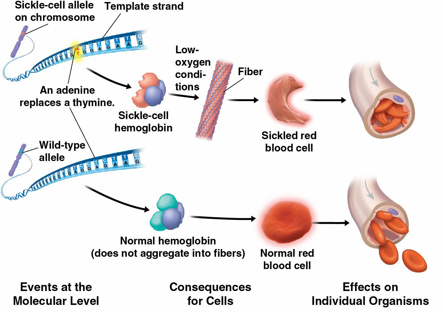 IB DP Biology Natural selection Study Notes