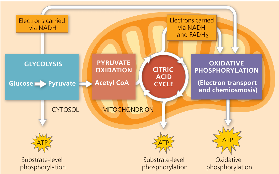 IBDP Biology 2025 SL&HL: C1.2 Cell respiration Study Notes