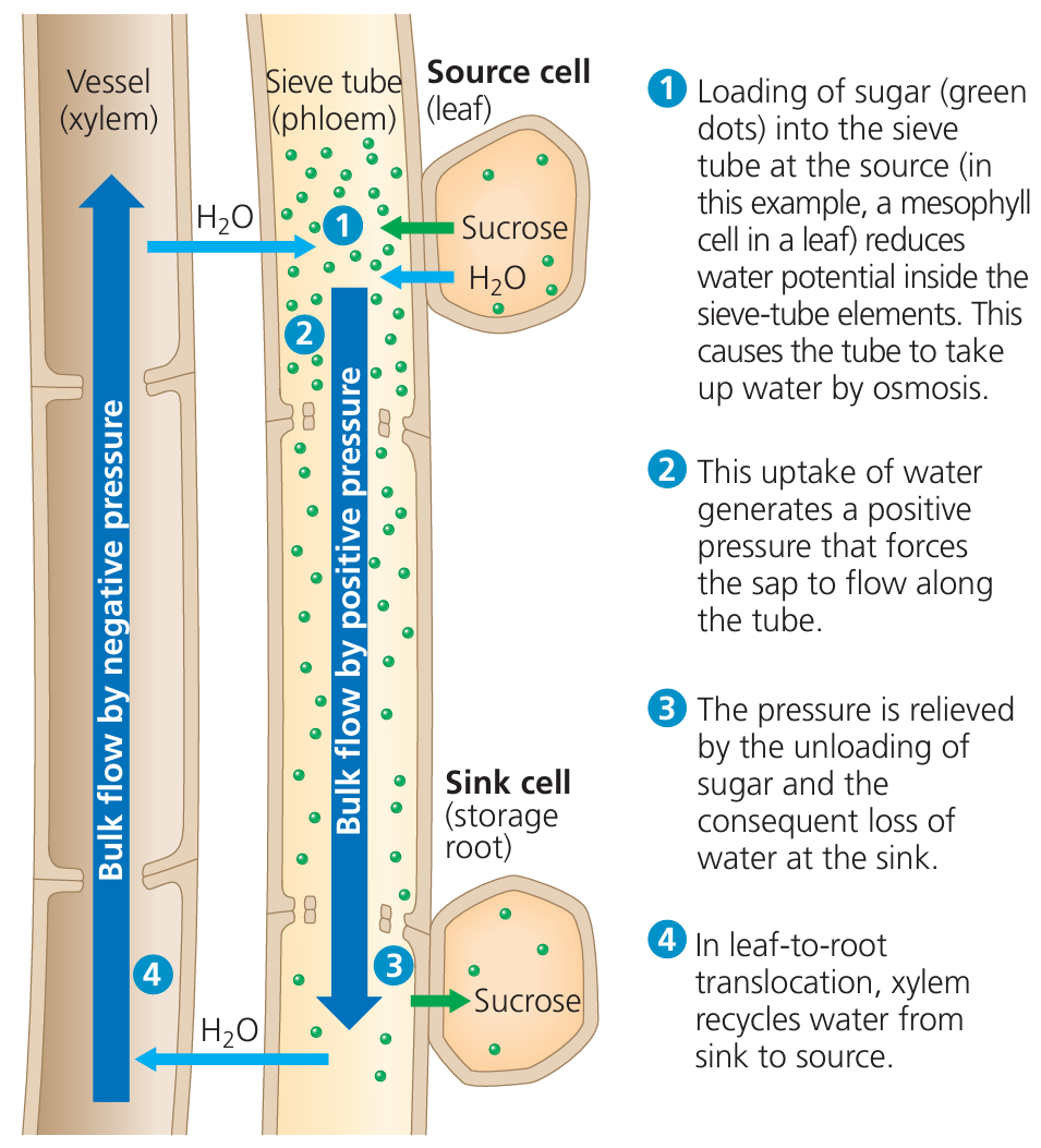 CIE AS/A Level Biology -7.1 Structure of transport tissues- Study Notes
