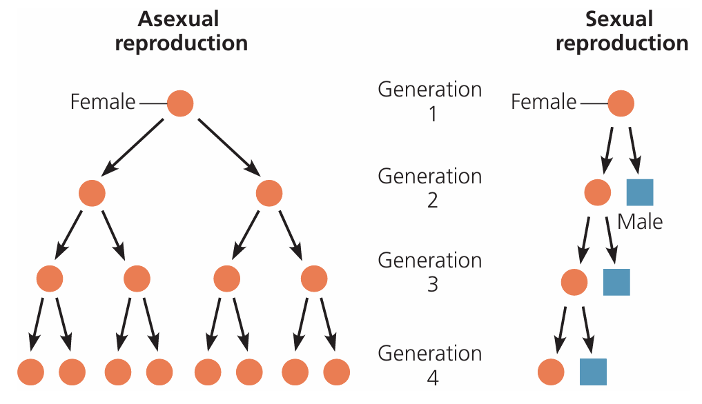 IB DP Biology Reproduction Study Notes | New Syllabus