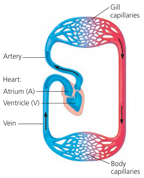 IB DP Biology Transport Study Notes | IITian Academy