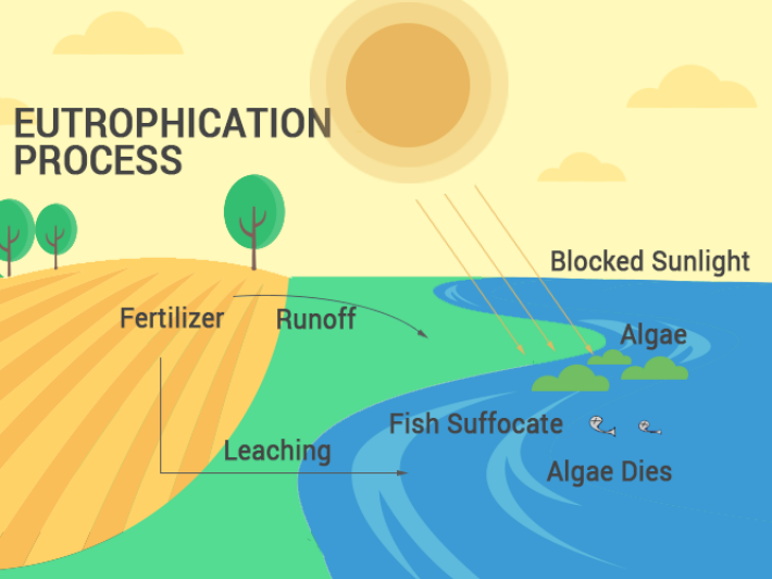 IB DP Biology Stability and change Study Notes