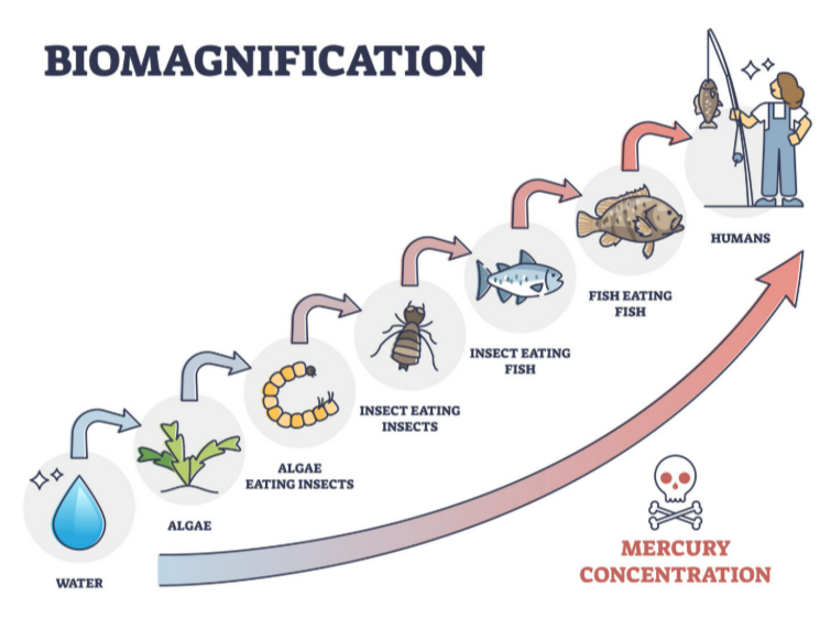 IB DP Biology Stability and change Study Notes