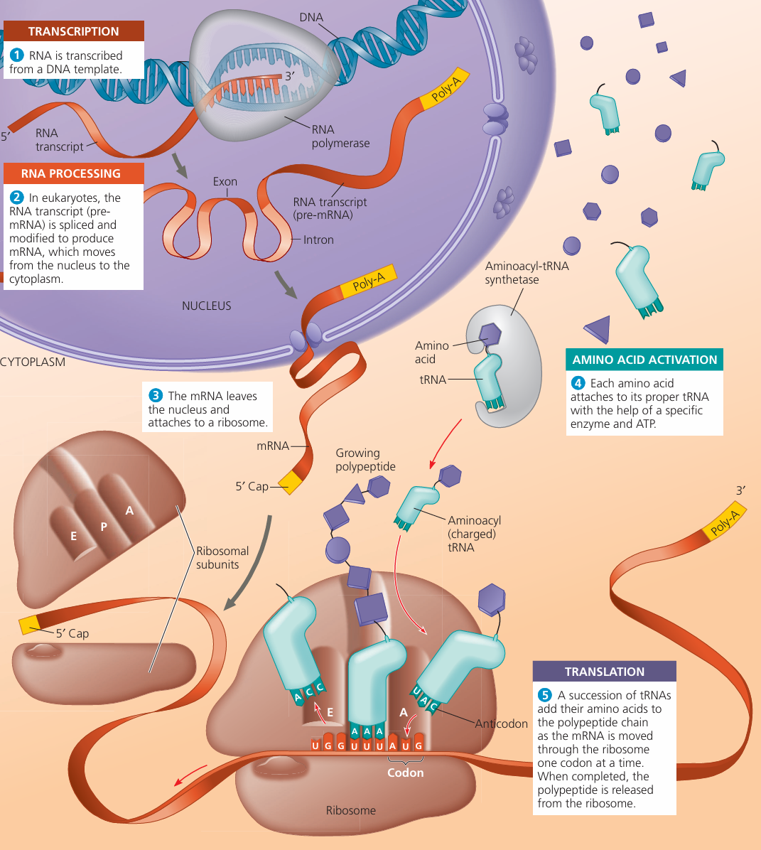 CIE AS/A Level Biology -6.2 Protein synthesis- Study Notes