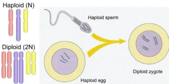 CIE AS/A Level Biology -16.1 Passage of information from parents to ...
