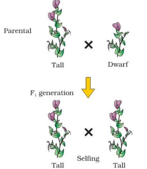 CIE AS/A Level Biology -16.2 The roles of genes in determining the ...