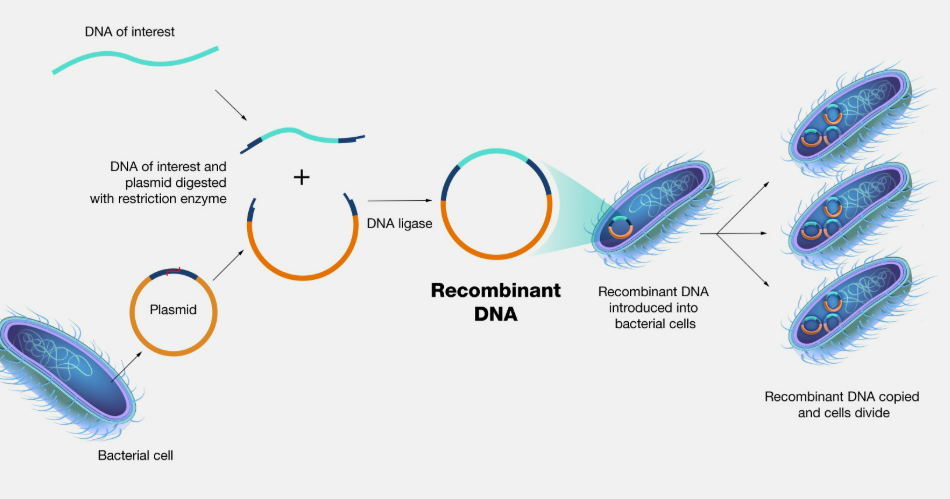 CIE AS/A Level Biology -19.1 Principles of genetic technology- Study Notes