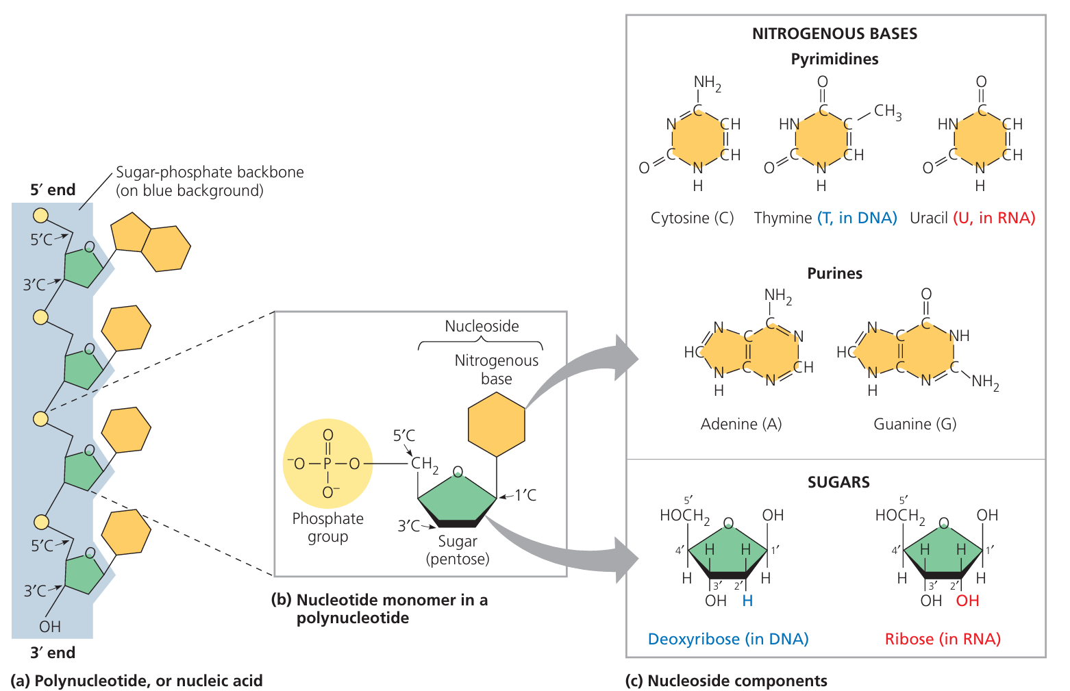 CIE AS/A Level Biology -6.1 Structure of nucleic acids and replication ...