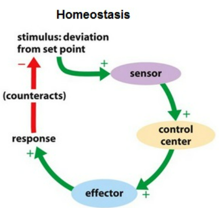 CIE iGCSE Co-ordinated Sciences-B13.3 Homeostasis- Study Notes
