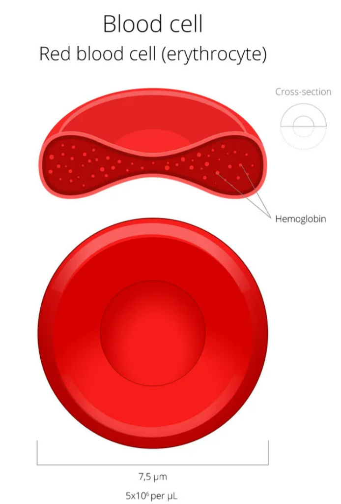 Edexcel iGCSE Biology-3.11 red blood cells- Study Notes