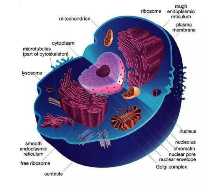Edexcel iGCSE Biology-2.1 levels of organisation in organisms- Study Notes
