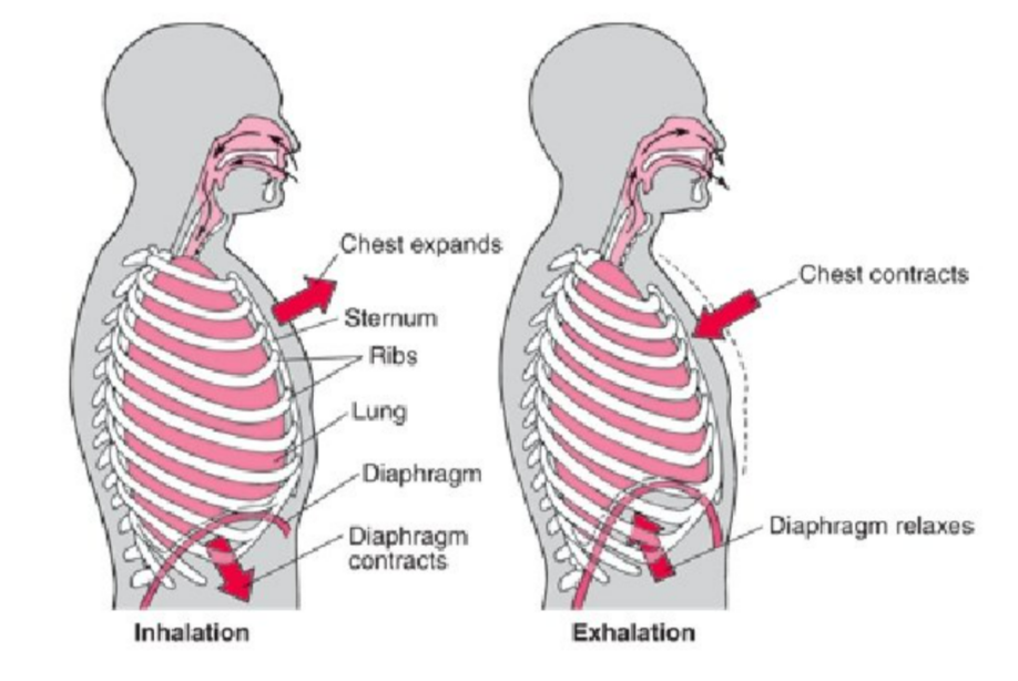 Edexcel iGCSE Biology-2.47 Role of the Intercostal Muscles & Diaphragm ...