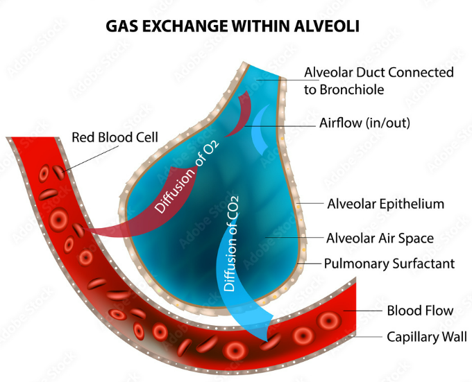 Edexcel iGCSE Biology-2.48 Alveoli: Adaptations for Gas Exchange- Study ...